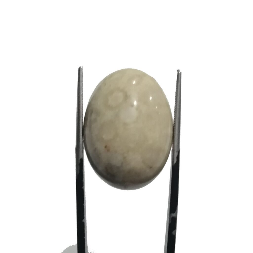 coral fossil stone price in pakistan
